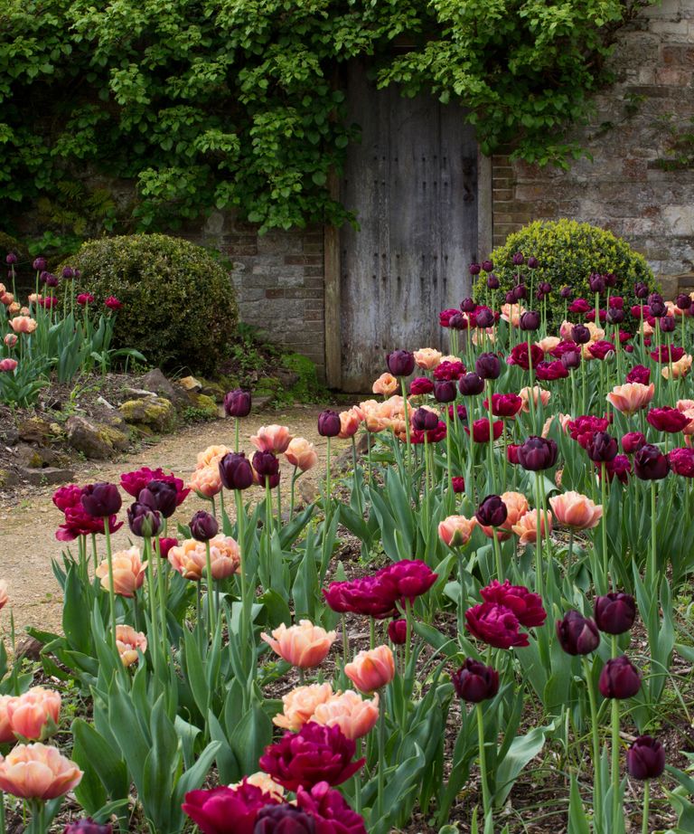 How to plant tulip bulbs: for a display of spring flowers | Homes and ...