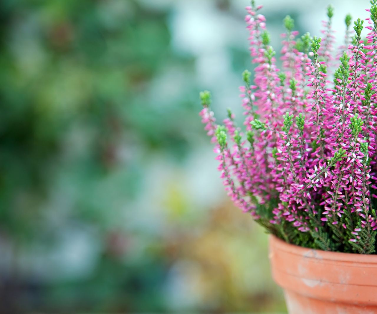 How to grow and care for winter heather: an expert guide | Homes and ...