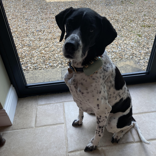 Best GPS trackers for pets: 5 tried-and-tested options to track ...