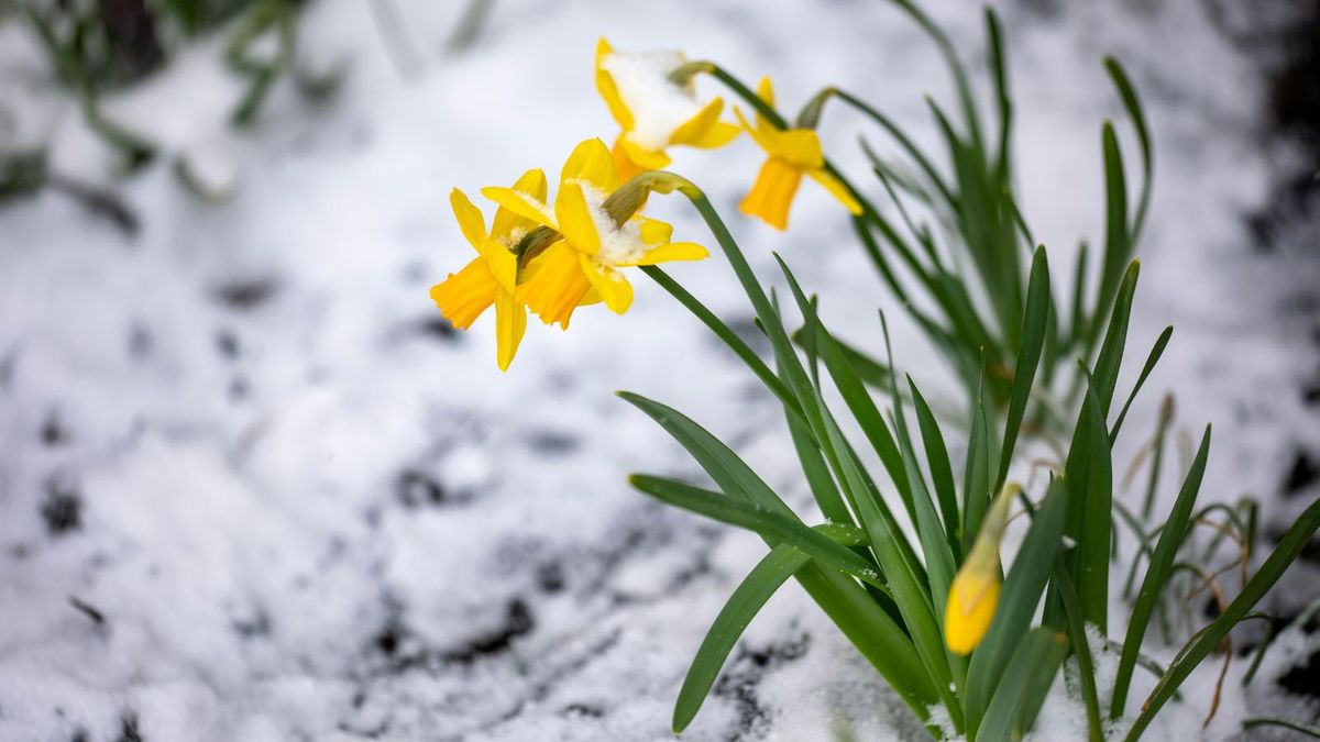 Your Biggest January Gardening Worries Answered | Gardening Know How