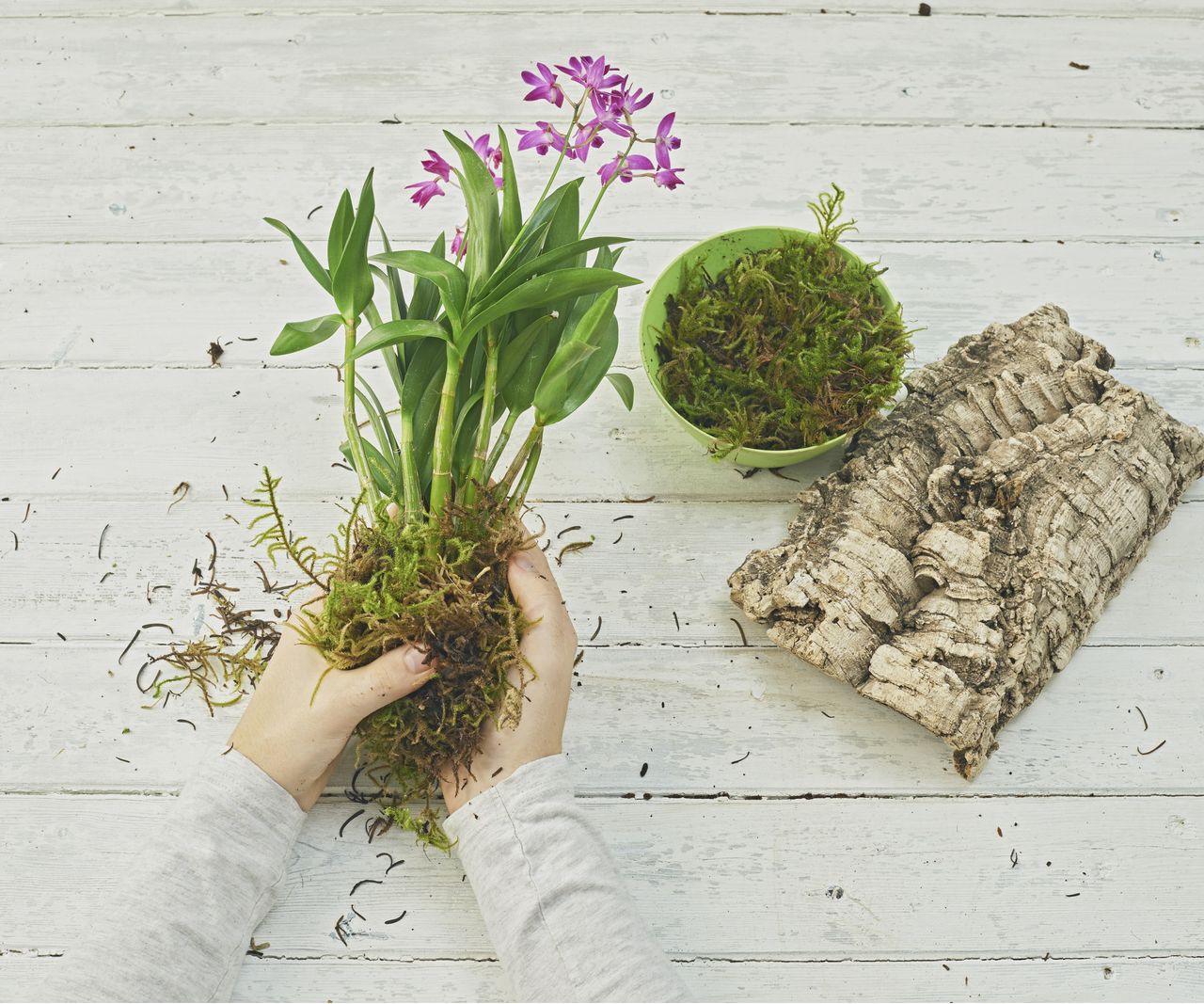How to make your own orchid potting mix: a DIY recipe | Homes and Gardens