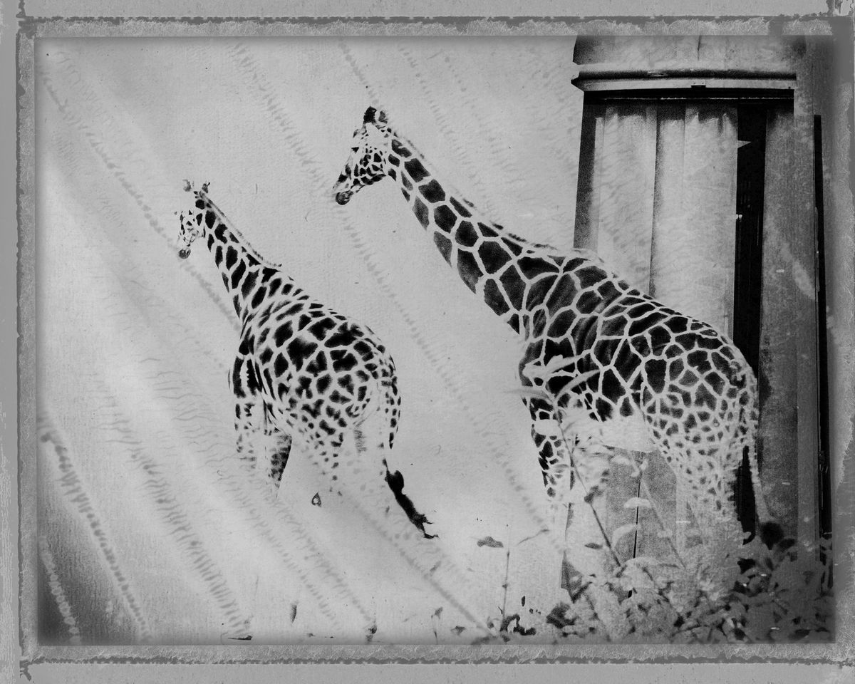 Photography icon Sarah Moon showcases 40 years of work in a new ...