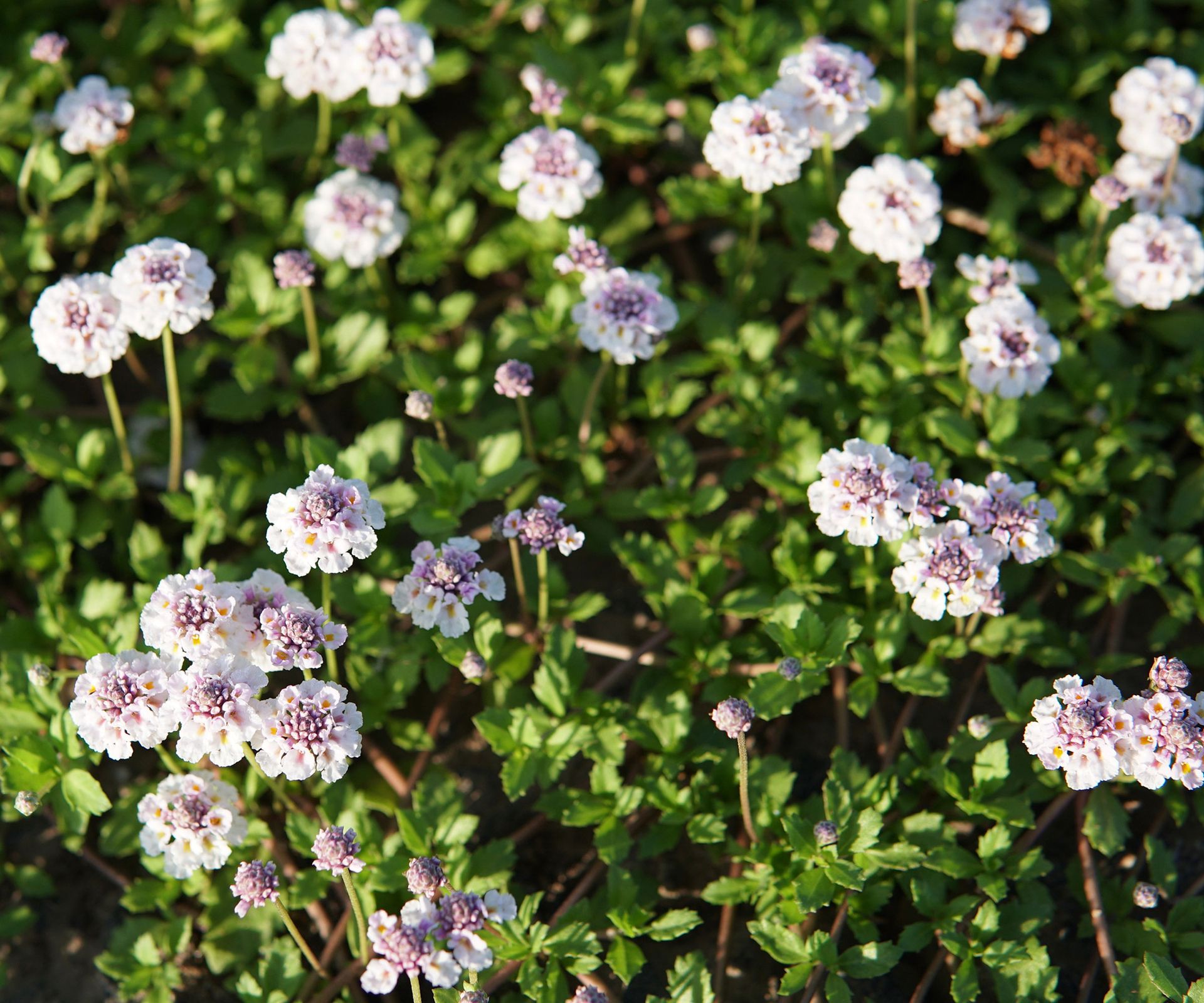 7 Best Plants For Frogs: Attract More Froggies To Your Pad! | Gardening ...
