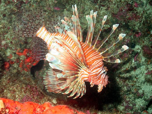 Photos: Lionfish Invade the 'Twilight Zone' | Live Science