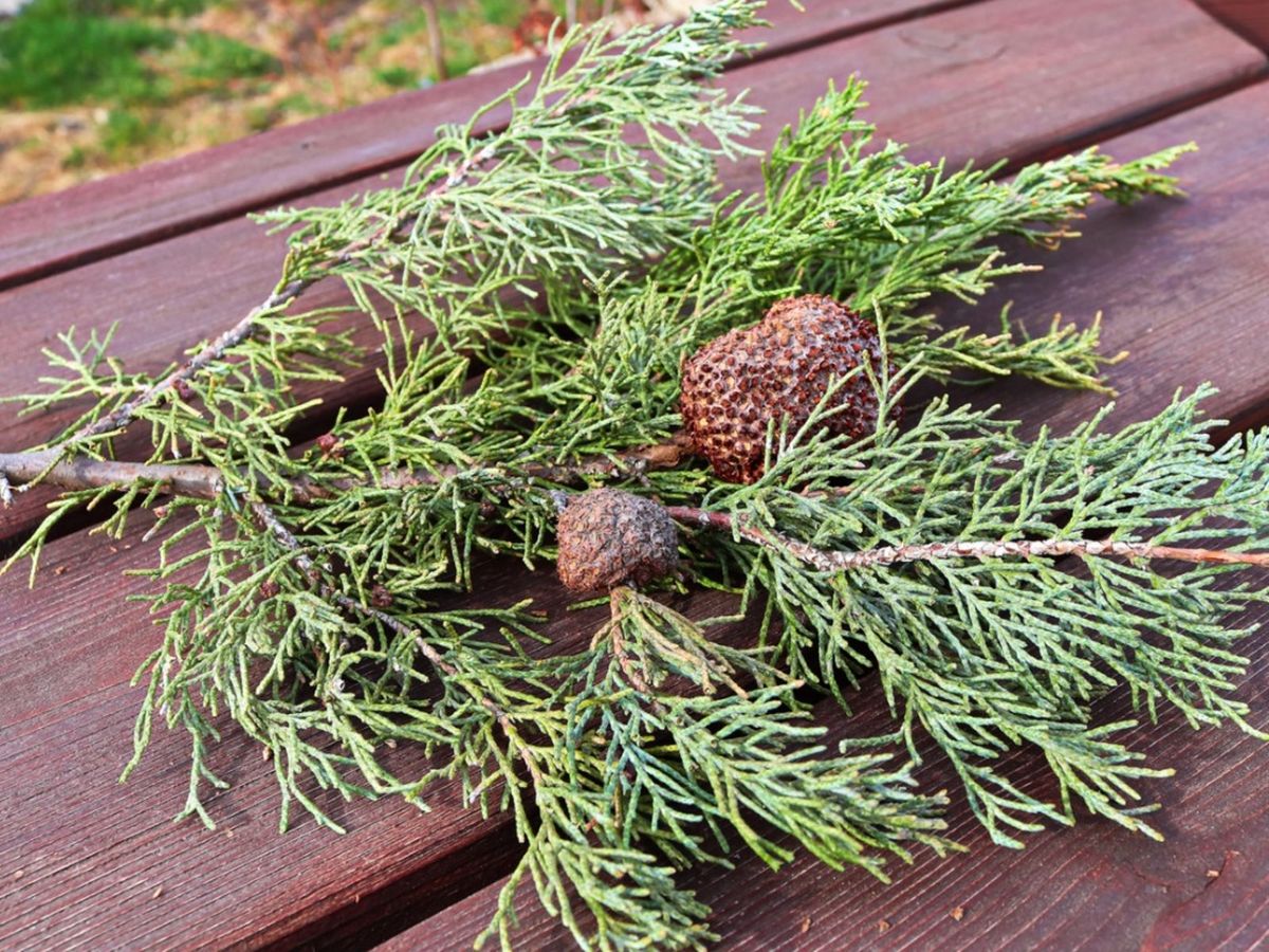 Cedar Hawthorn Rust Treatment - How To Control Cedar Hawthorn Rust ...
