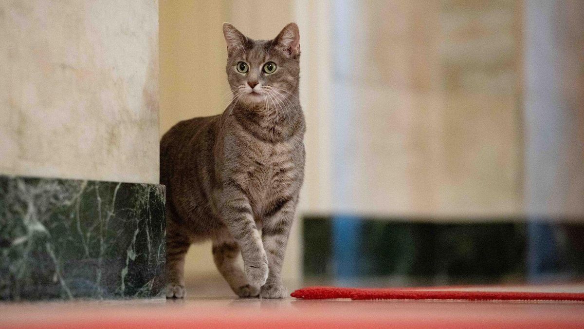 15 of the most famous cats (and how they rose to stardom) | PetsRadar