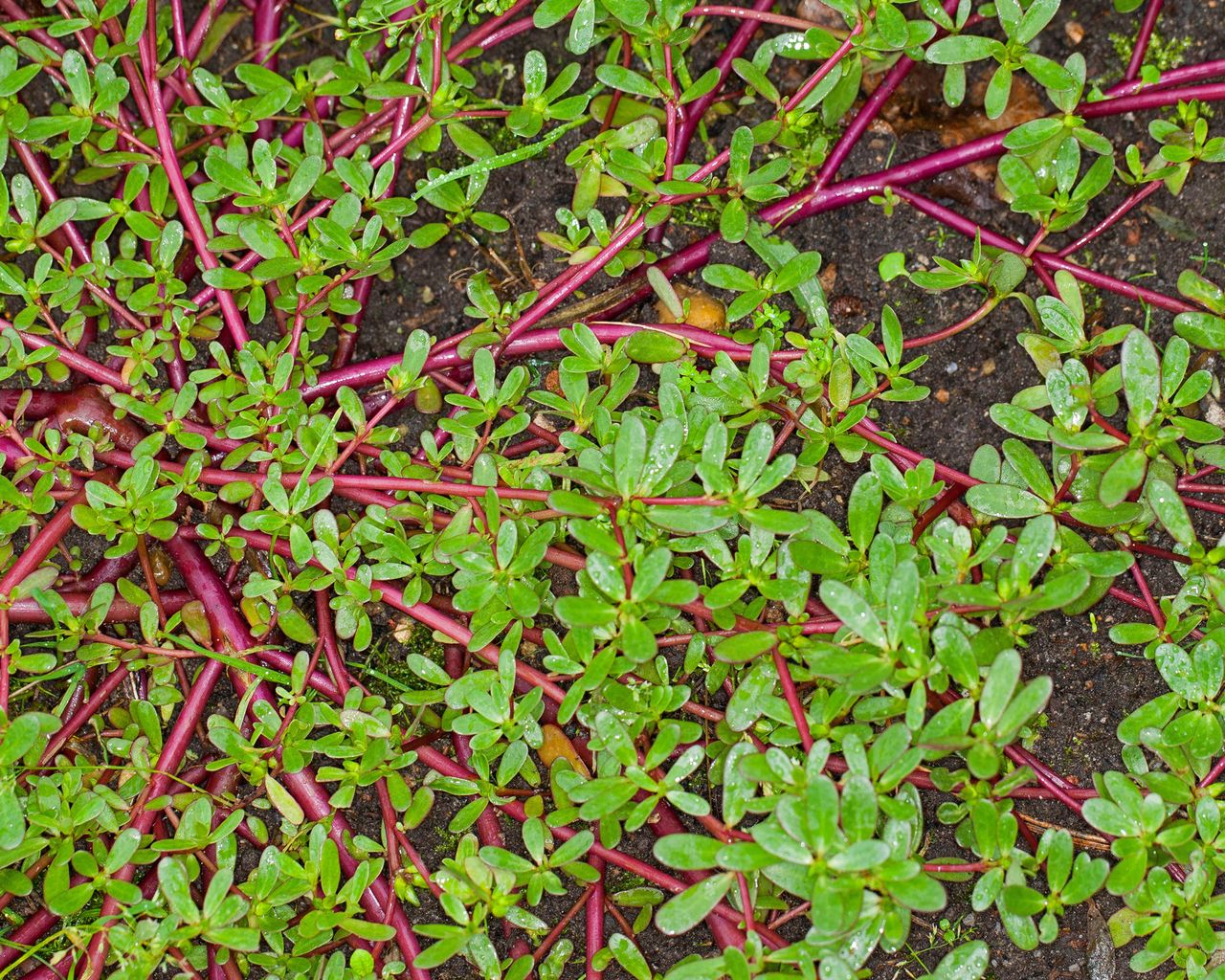 Edible weeds: 15 unexpectedly tasty plants you can eat | Gardeningetc