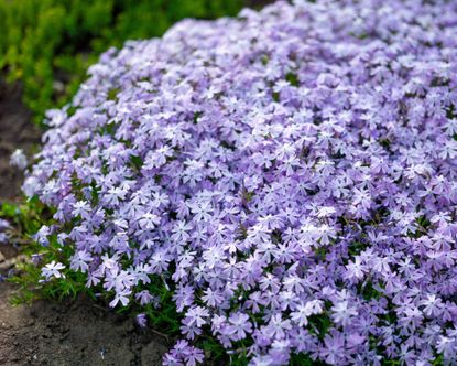 How To Care For Creeping Phlox For Cheery Blooms Each Spring ...