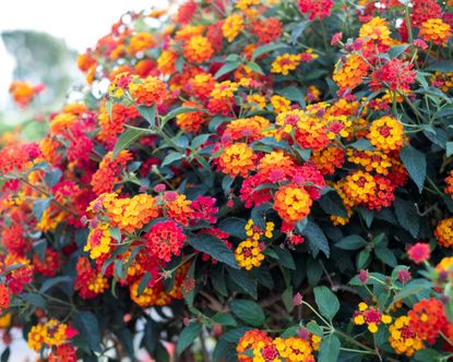 10 full sun plants that love the heat | Real Homes