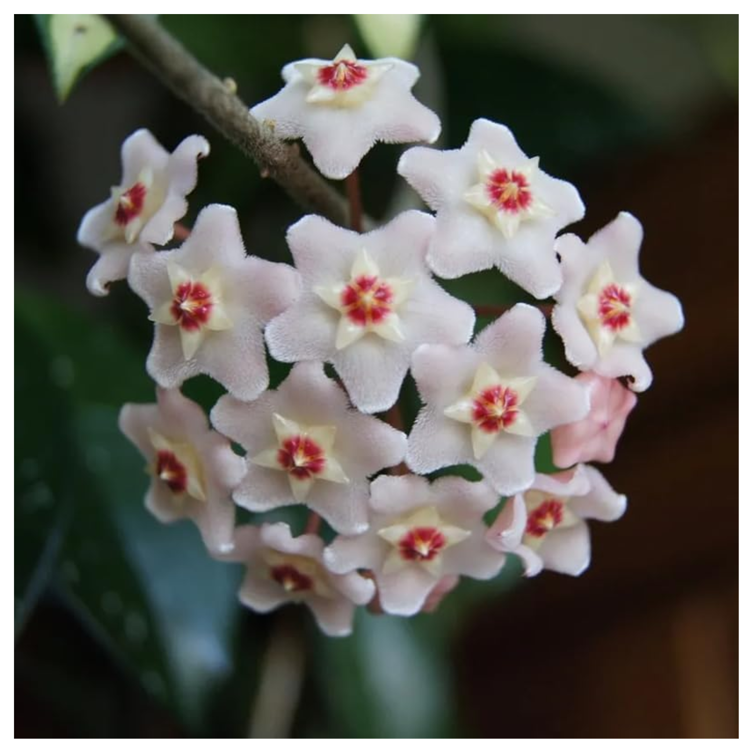 How to Care for a Hoya Plant — An Experts Guide | Livingetc