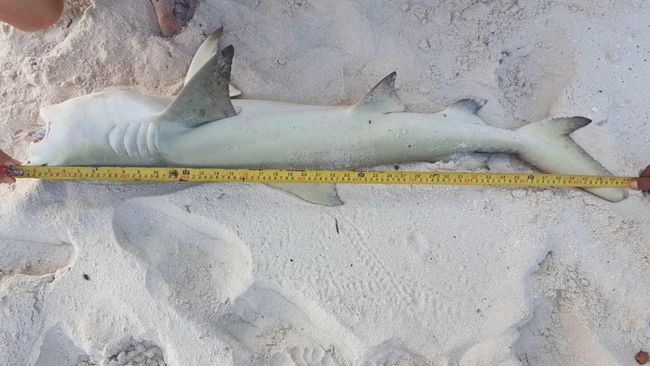 Hard to Swallow: Shark Suffocates on Porcupine Fish | Live Science