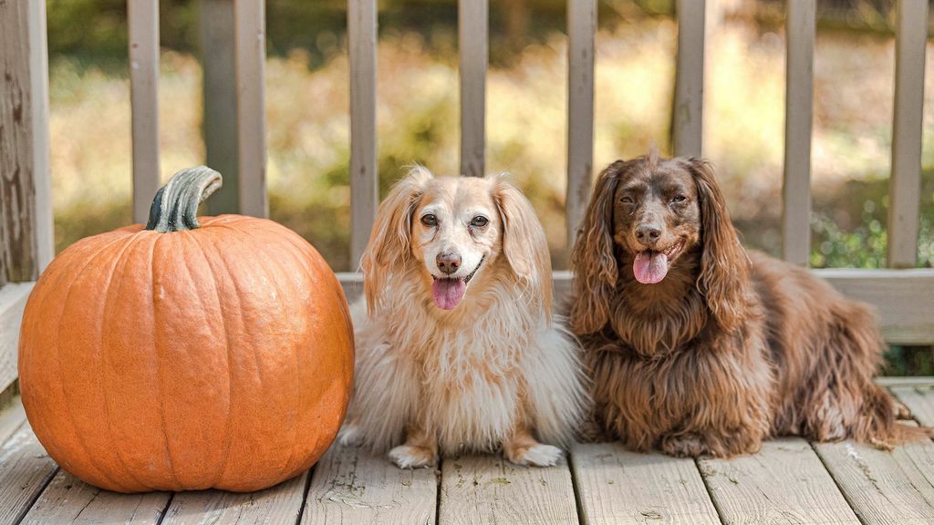 32 surprising things dogs can eat besides dog food | PetsRadar