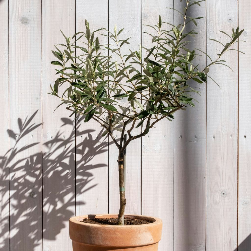 Why is my olive tree dropping leaves? – And what to do to get it back ...