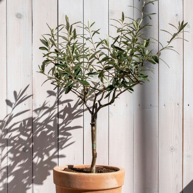 Why is my olive tree dropping leaves? – And what to do to get it back ...