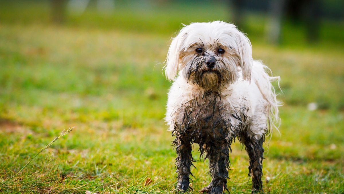 Crufts facts: Everything to know about the greatest dog show | PetsRadar