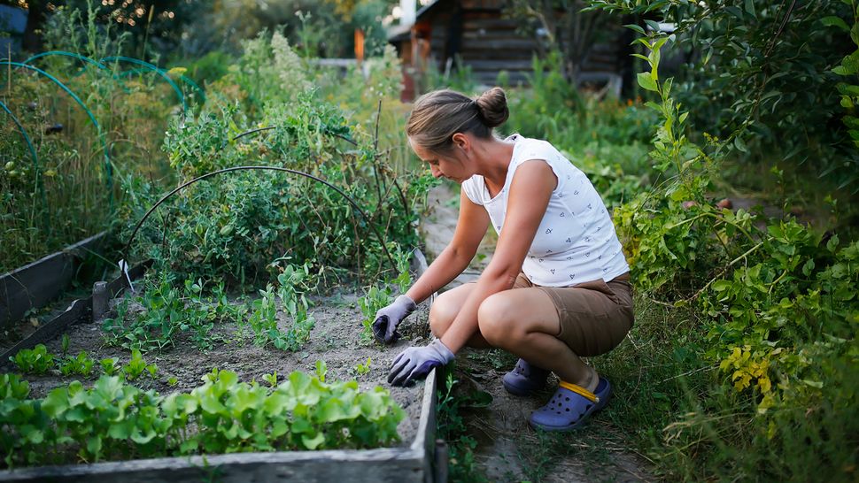 10 most common types of weeds | Top Ten Reviews