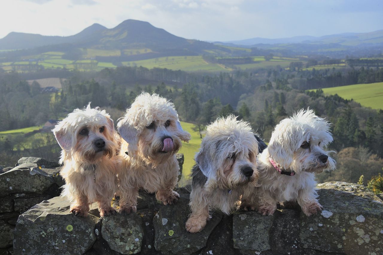 How Sir Walter Scott made the Dandie Dinmont terrier a legend | Country ...