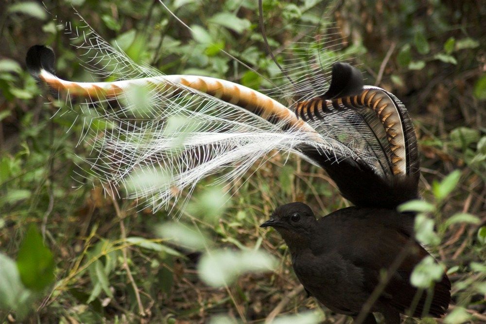 Lyrebirds Sing and Dance to Their Own Beat | Dancing Animals | Live Science