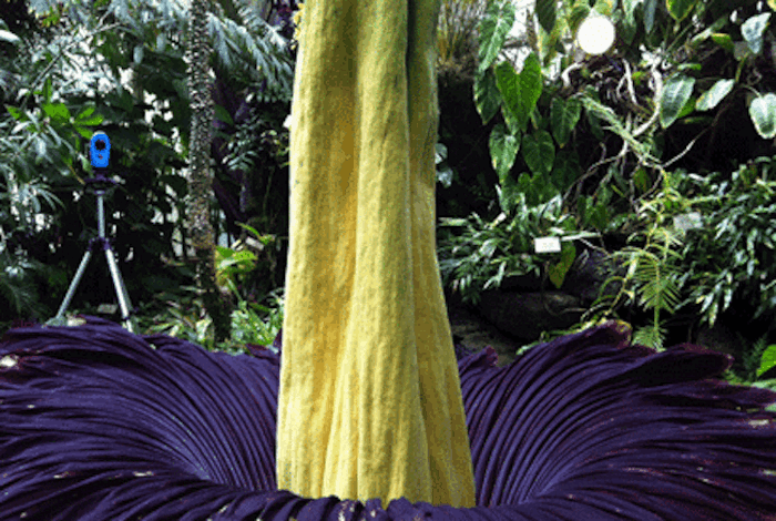 Smells Fishy: Putrid 'Corpse Flower' Blooms | Live Science