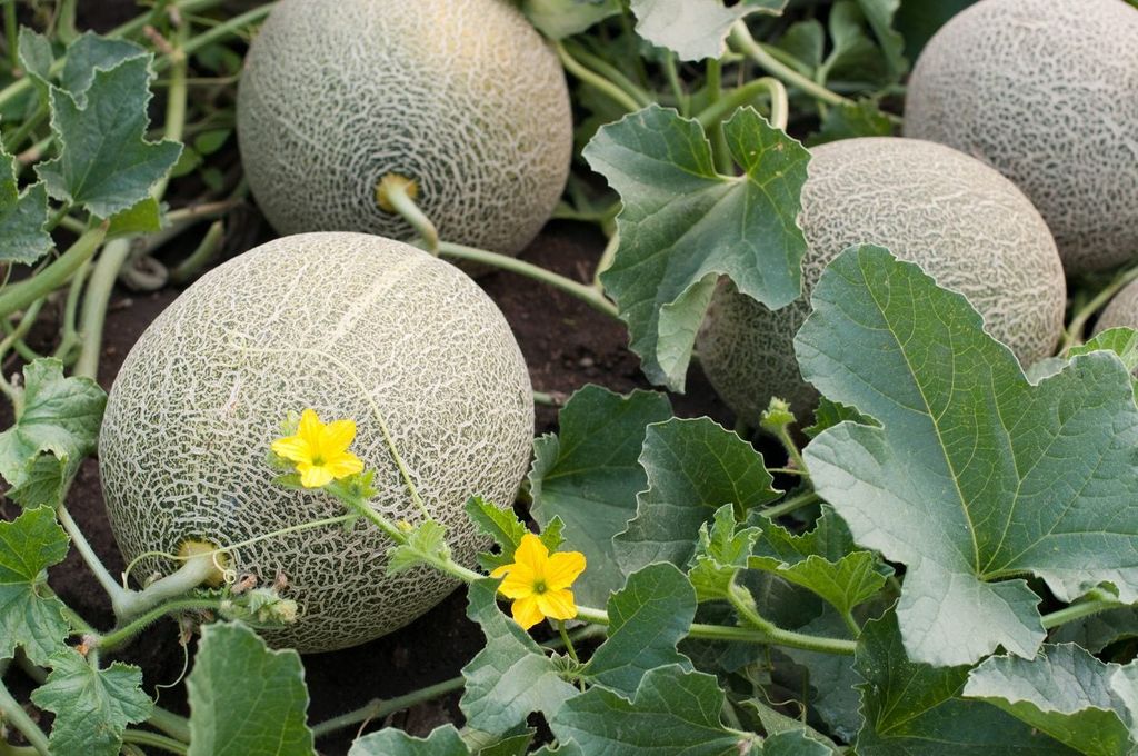 Melons For Zone 5 Gardens: Choosing Short Summer Melon Plants ...