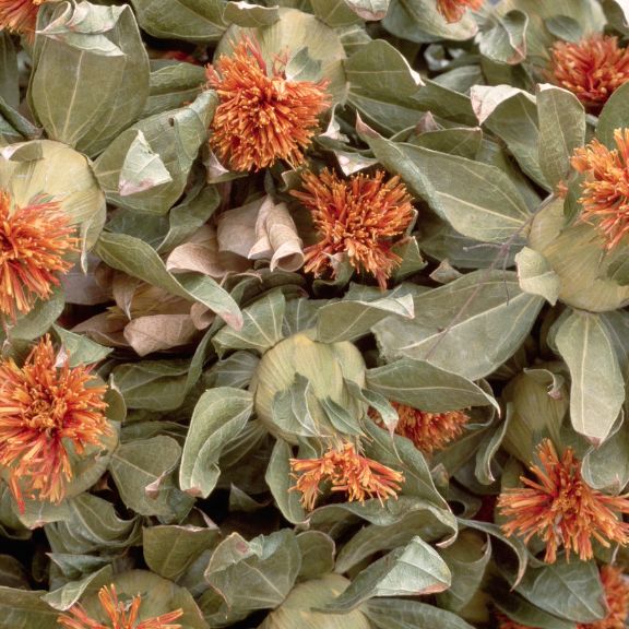 Learn About Safflower History And Uses | Gardening Know How