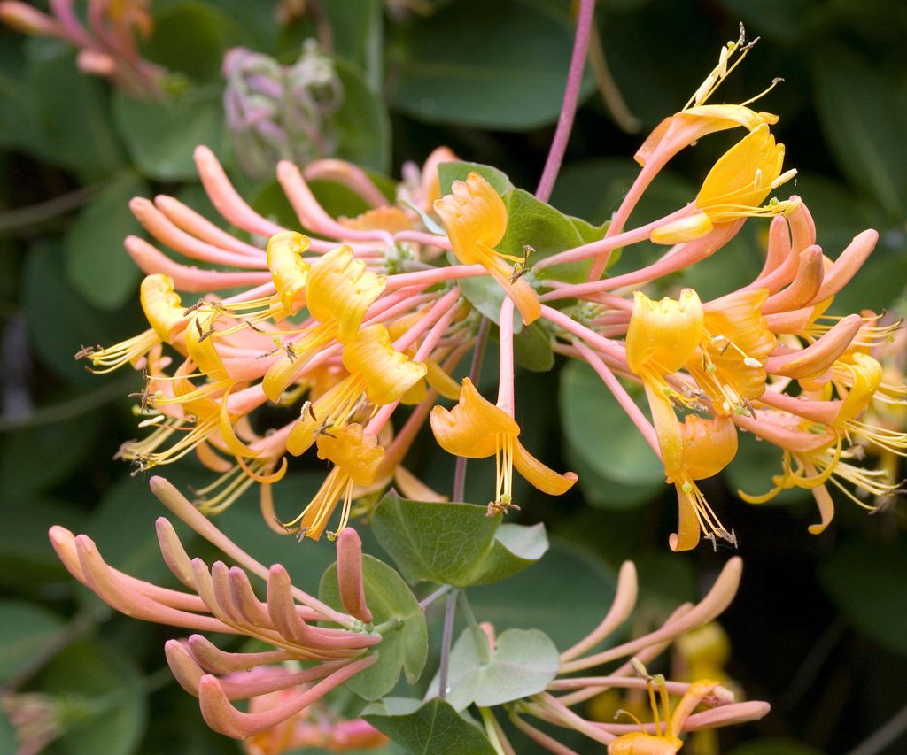 10 best honeysuckles to plant in your yard | Homes and Gardens