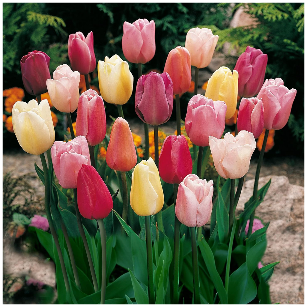 When to Plant Tulip Bulbs in Containers — Here's What You Should Do ...