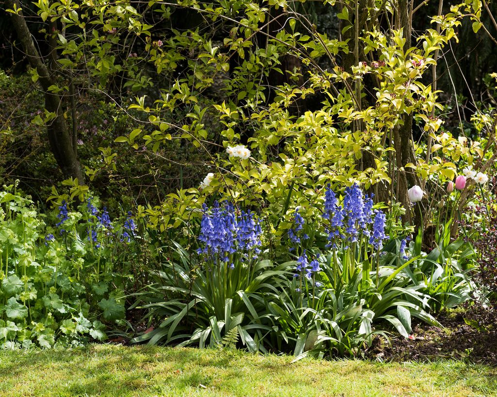 How to plant shrubs: when, where and the best method | Homes and Gardens