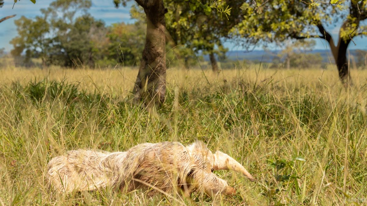 World's only known albino giant anteater appears to be thriving in the wild, photos show | Live ...
