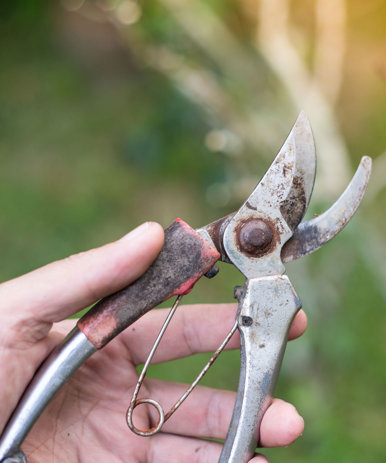 Pruning mistakes: 5 common errors and how to avoid them | Homes and Gardens