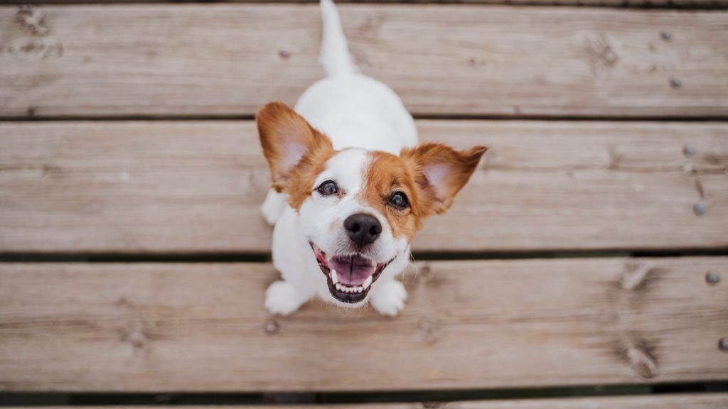 32 quick and easy tricks to teach your dog | PetsRadar