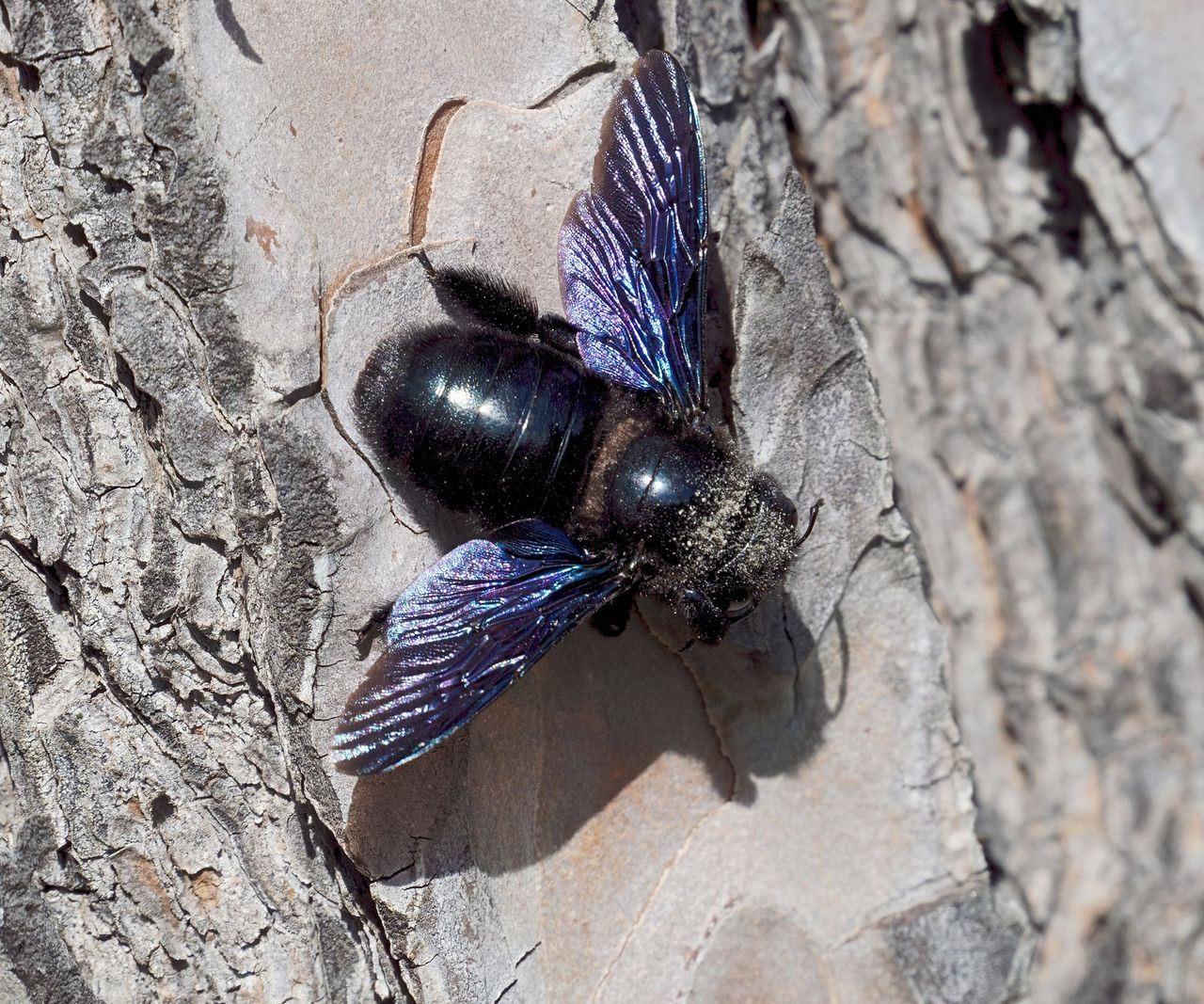How to get rid of carpenter bees: 9 expert solutions | Homes and Gardens