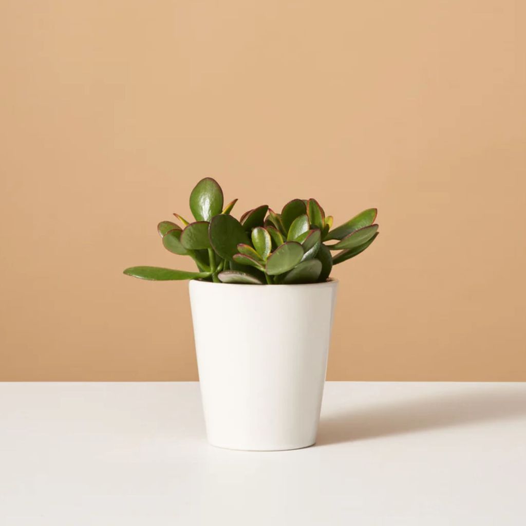 Where to place a jade plant, according to Feng Shui | Homes and Gardens