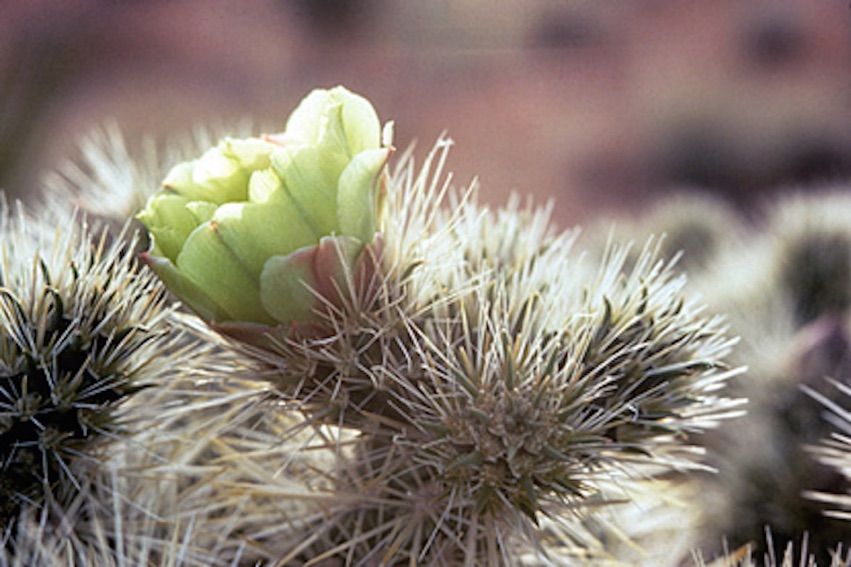 Cholla Photos: See these Amazing Desert Cacti | Live Science