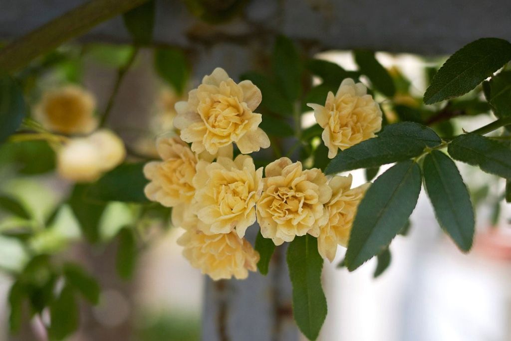 Lady Banks Rose Care – Growing A Lady Banks Climbing Rose | Gardening ...