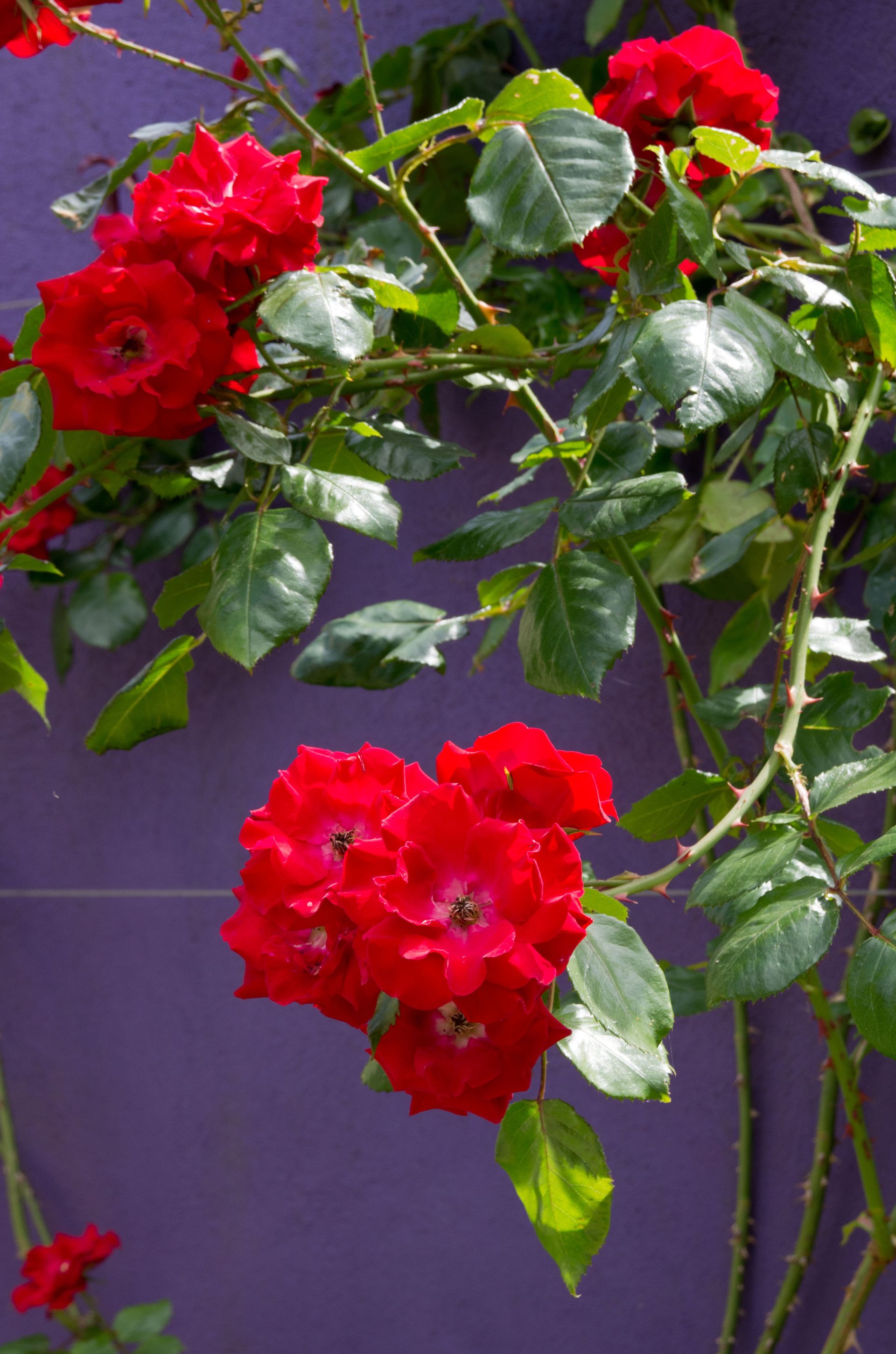 Best Climbing Plants 10 Best Climbers For Your Back Yard Homes Gardens Best Climbing Plants 10 Best Climbers For Your Back Yard Homes Gardens