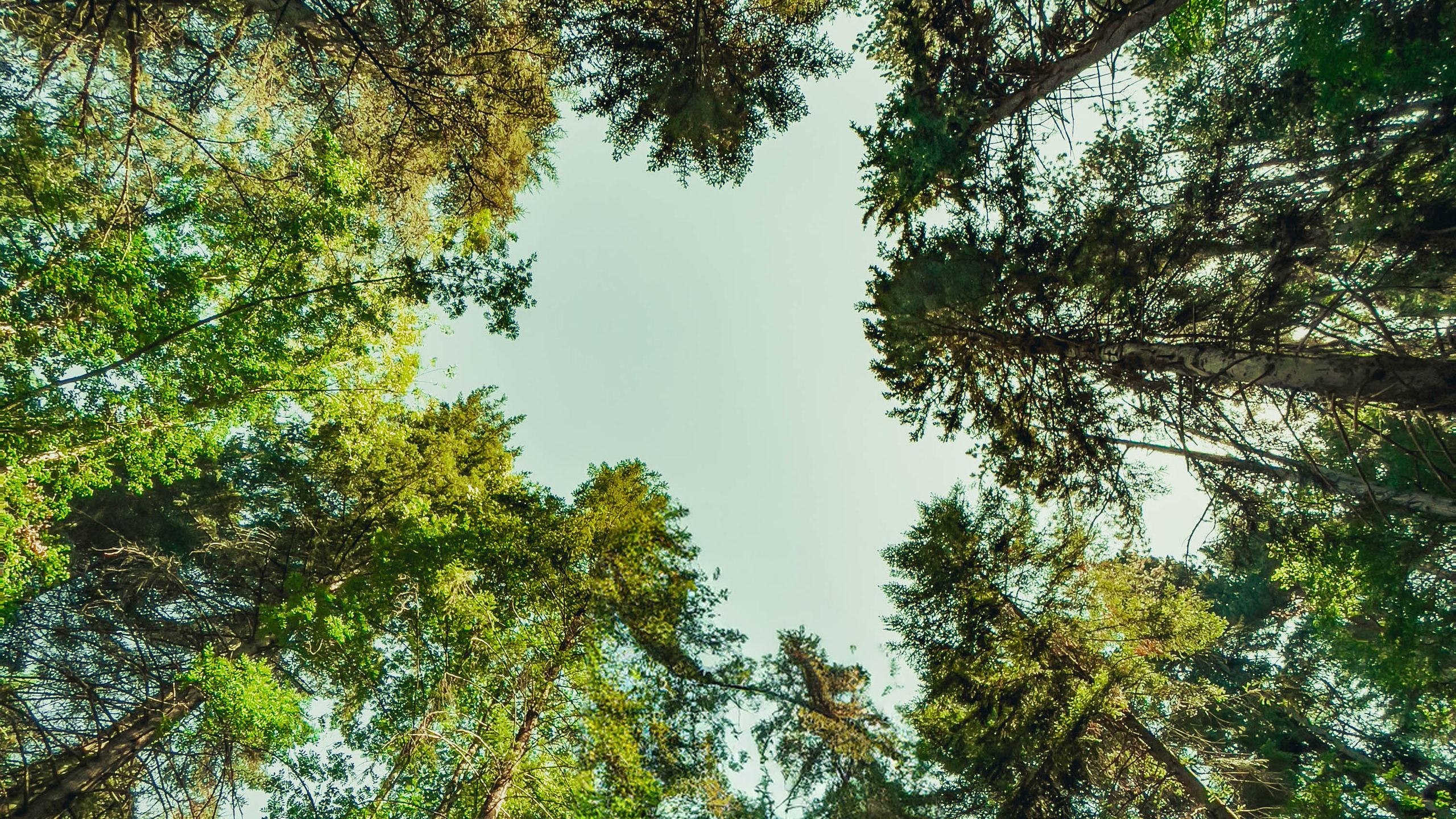 If a tree falls in a forest and no-one hears it, should it receive a ...