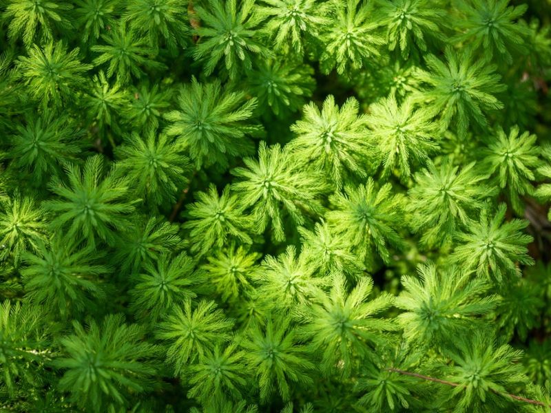 Tips & Information about Water Plants - Page 2 | Gardening Know How