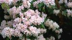 When to prune abelia shrubs in your backyard each year | Homes and Gardens