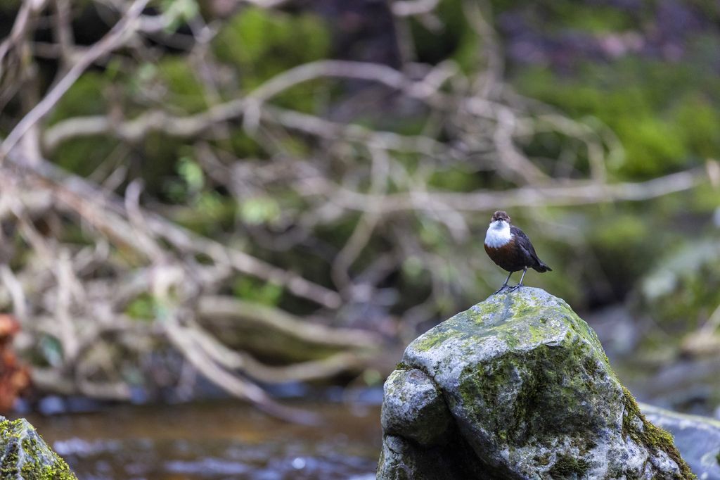 10 pro photo tips for amazing bird portraits with Canon cameras ...