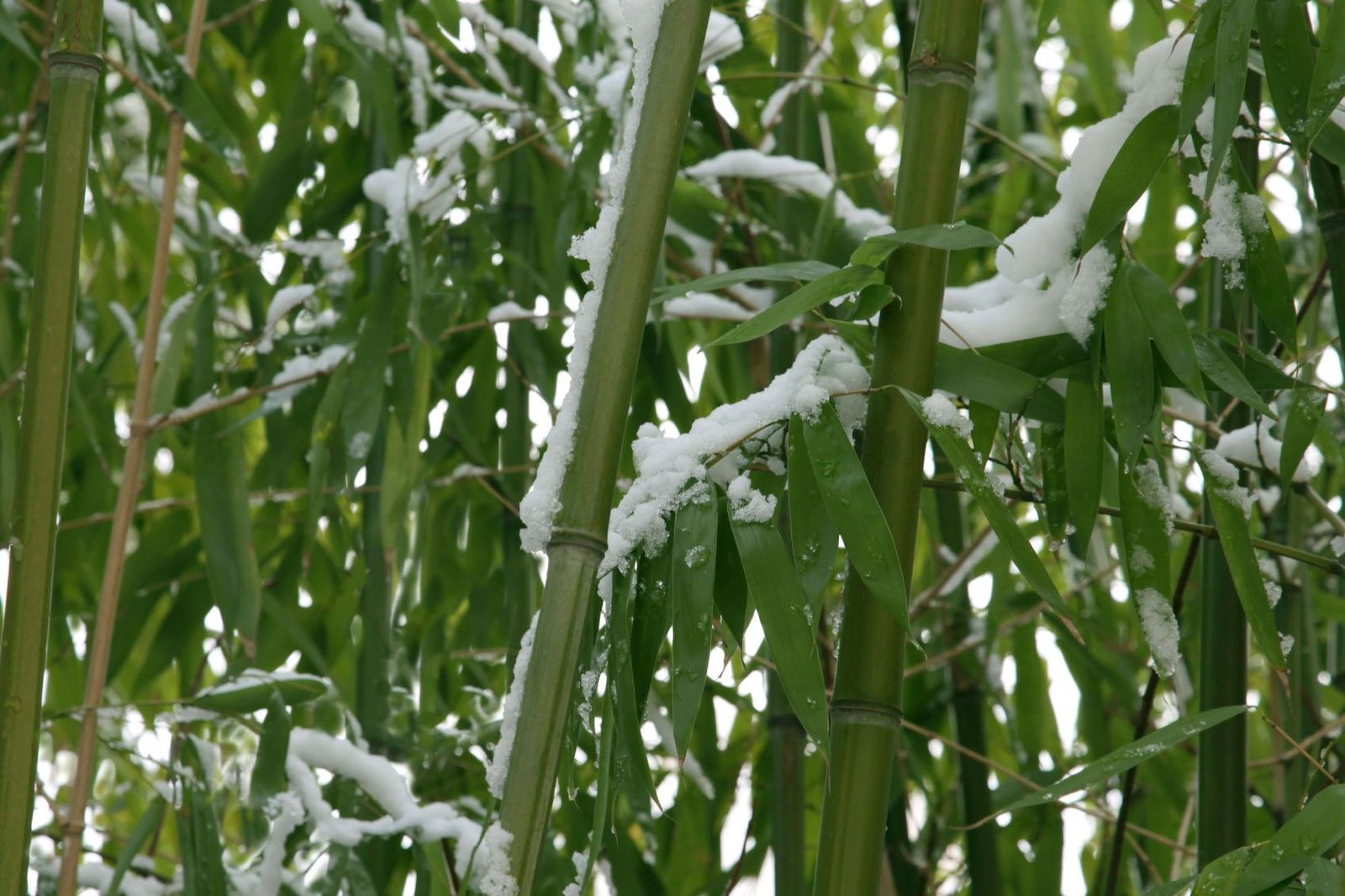 Cold Weather Bamboos - What Is The Cold Tolerance Of Bamboo Plants ...