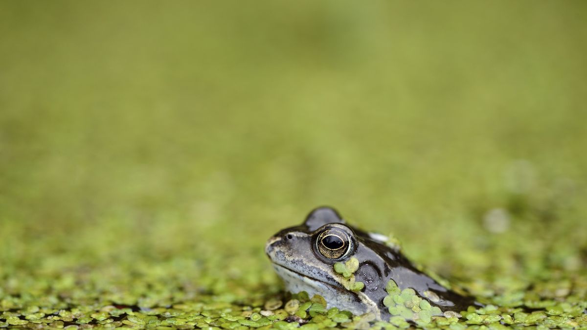 How to attract frogs to your garden to control pest | Ideal Home