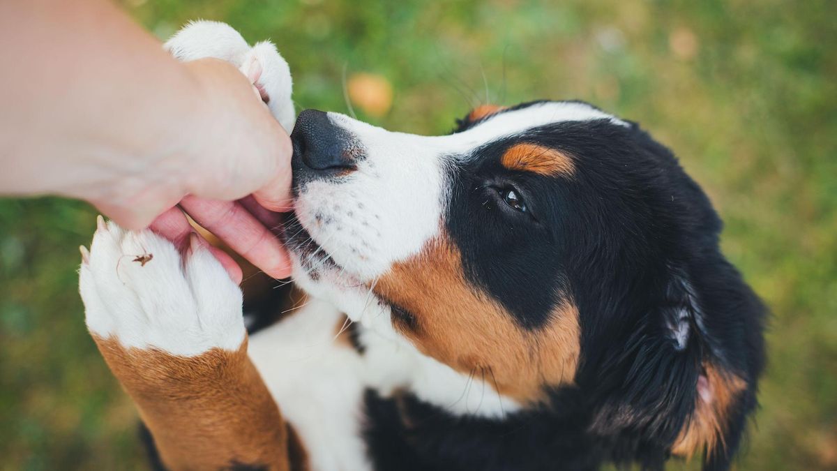 How to know if your dog is happy: 10 signs to look for | PetsRadar