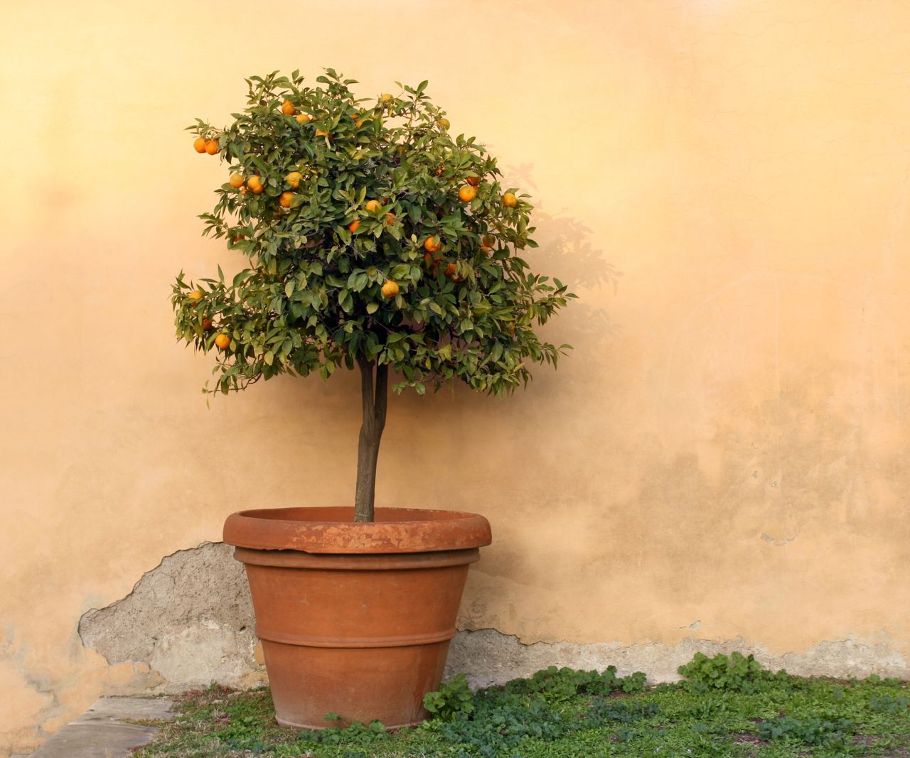 How to grow an orange tree - expert tips for happy fruits | Homes and ...