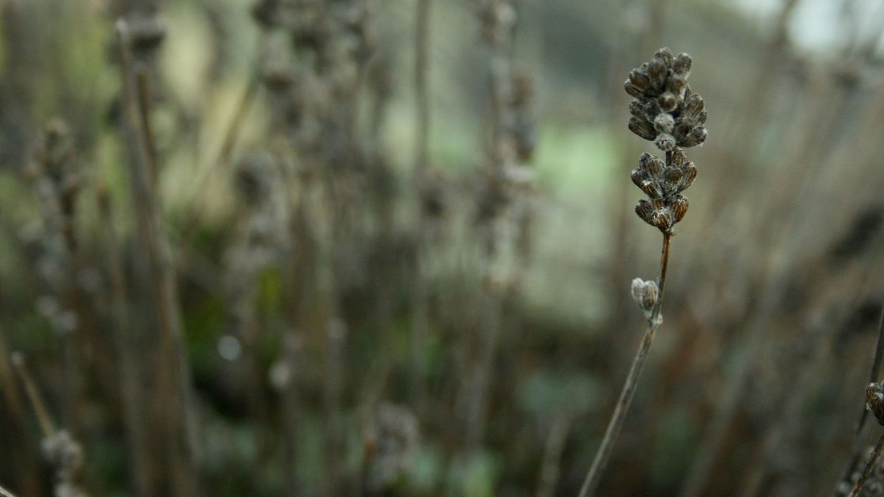 How to prune lavender: an expert step-by-step guide | Woman & Home