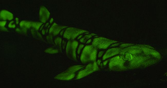 Glow Fish: Drab Species Secretly Don Bright Colors | Live Science
