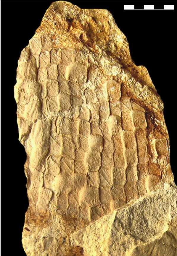 Fossilized Skin Reveals Ancient Predator's Sharklike Moves | Live Science