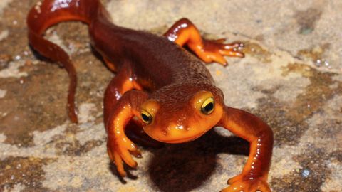 32 unusual poisonous animals | Live Science