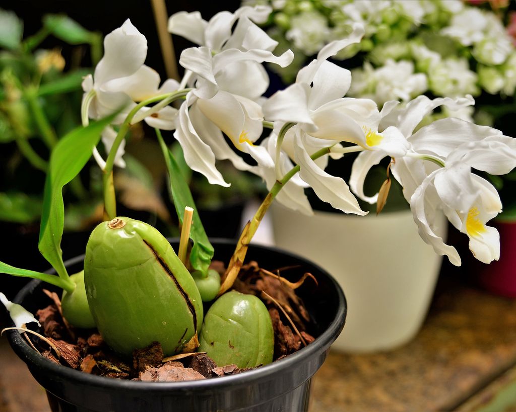 How Often To Water Orchids – The Definitive Guide | Gardening Know How