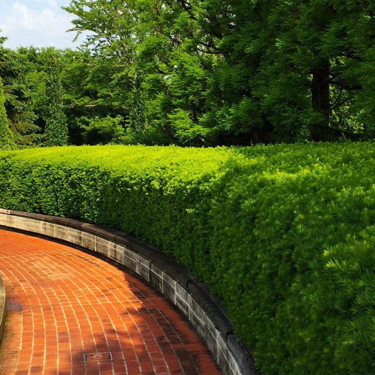 New study reveals the best trees for reducing air pollution | Homes and ...